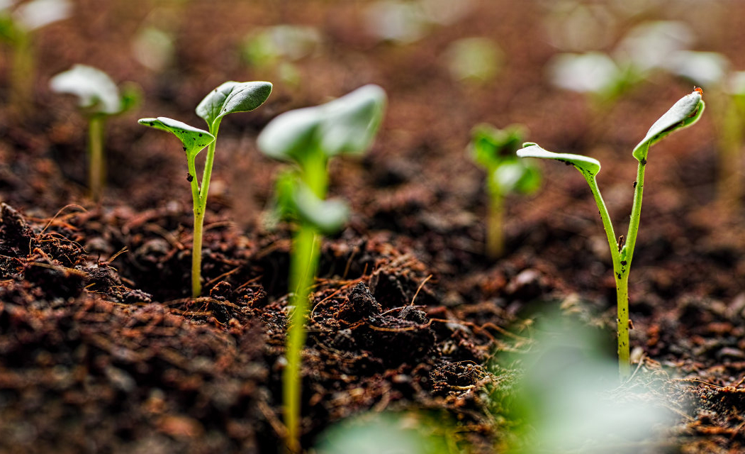 365 Bio-ingredients Inc. - Organic Ingredients